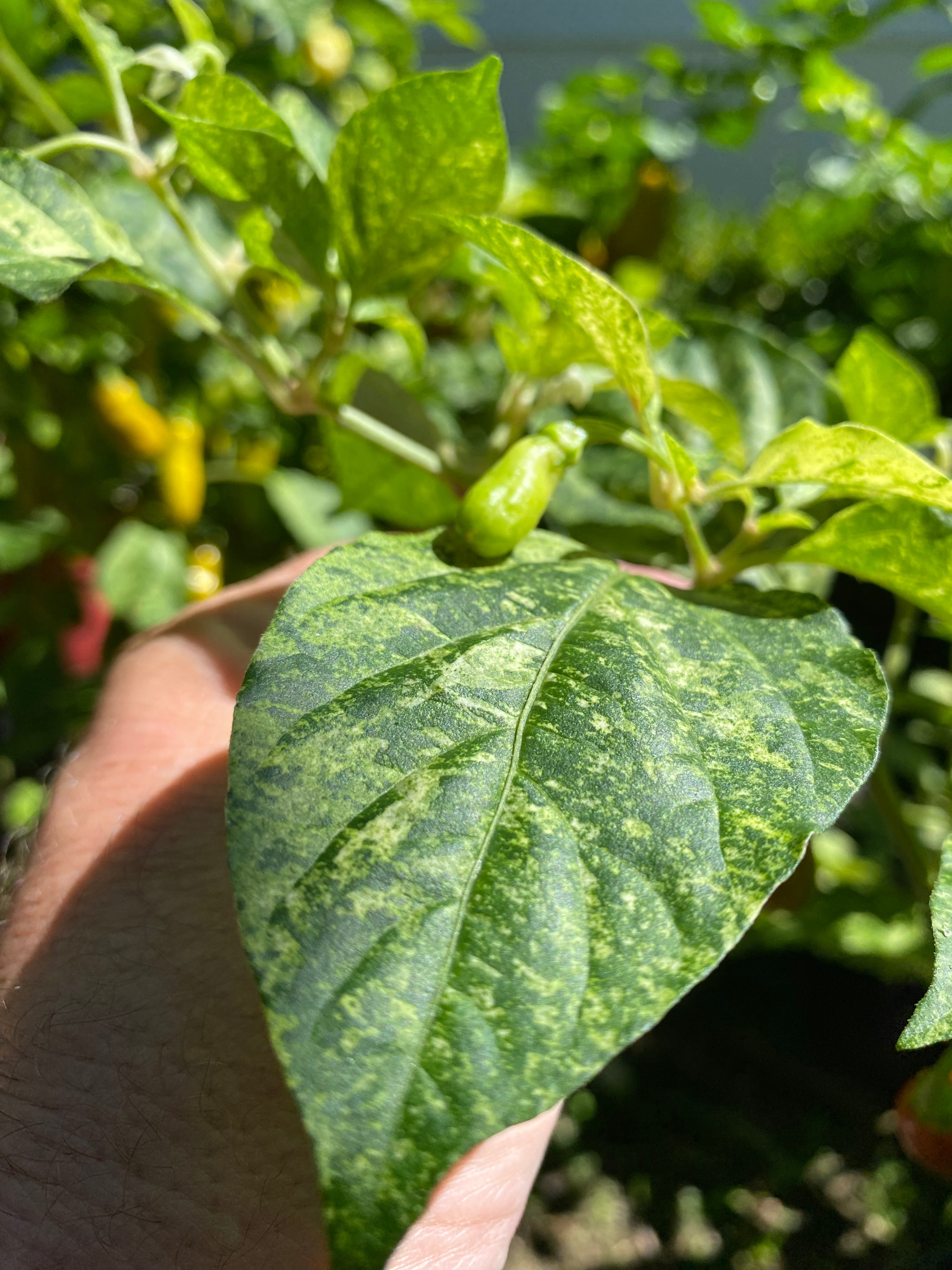 Seeds - TMLH x Ninfadora Mustard (variegated) – Chilleez NZ